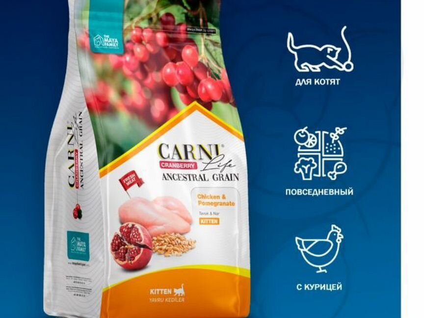 Carni life Kitten