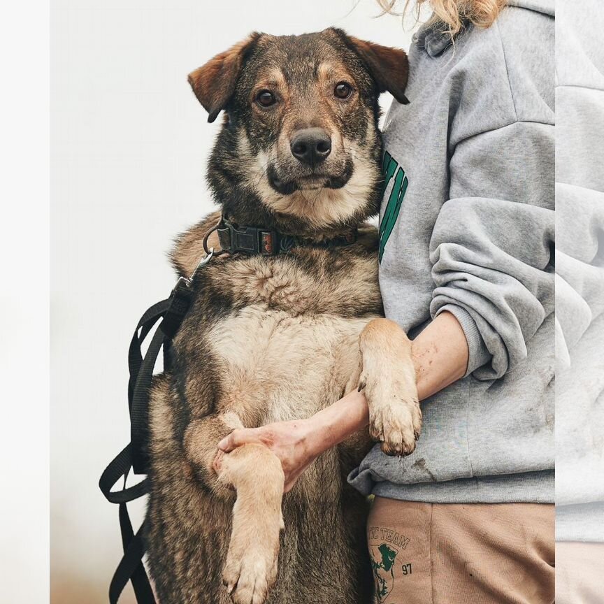 Взрослый пёс в добрые руки