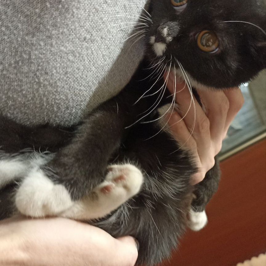 Кот с усами джентльмен