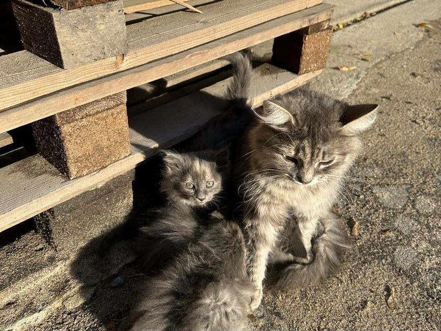 Кошка