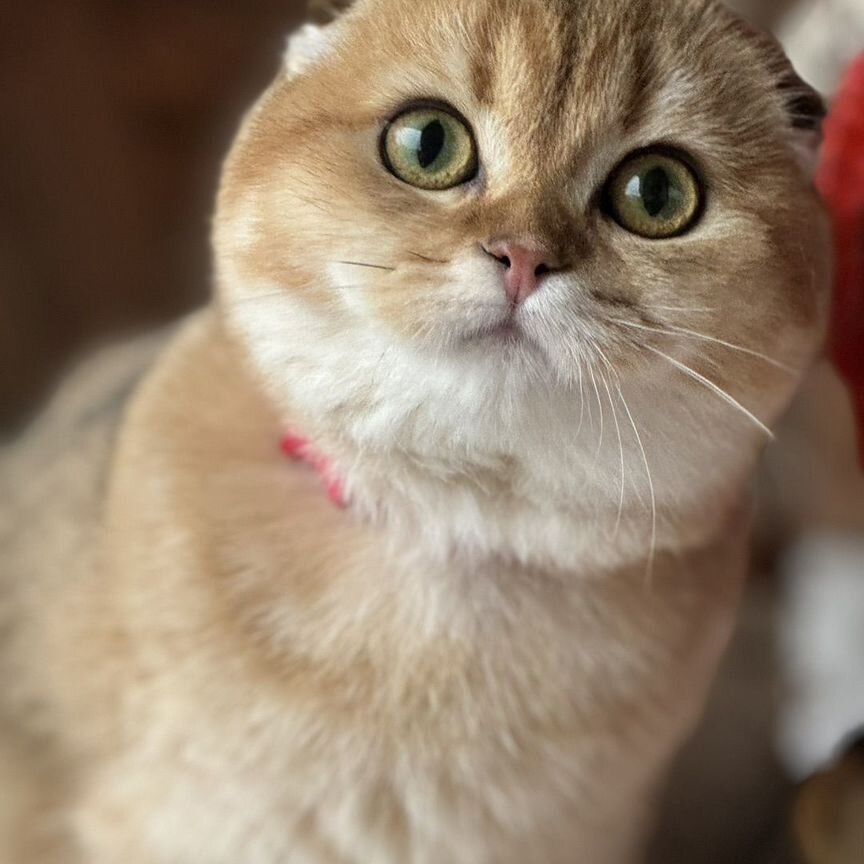 Скоттиш фолд, деаочка, ny11