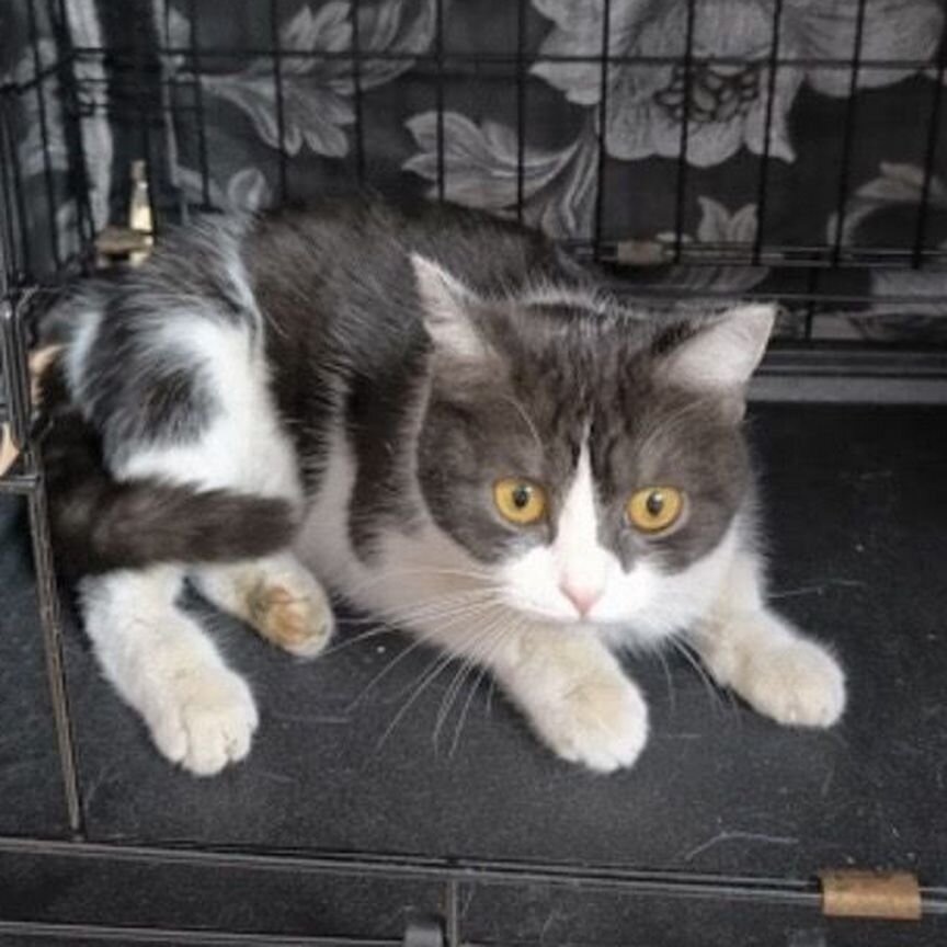 Взрослая, кошка в добрые руки