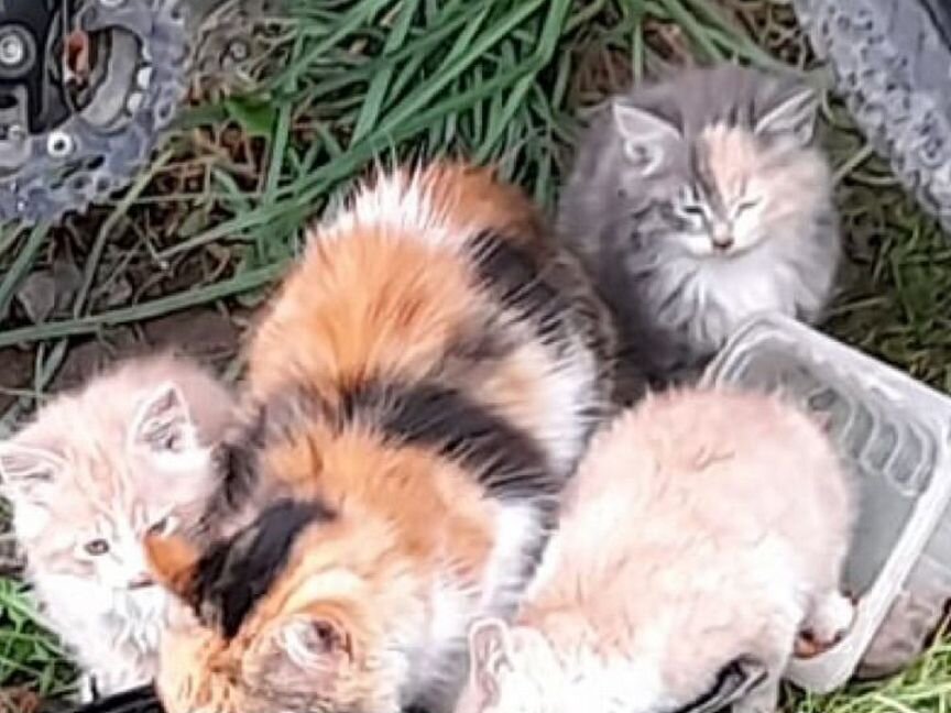 Отдам котенка в добрые руки