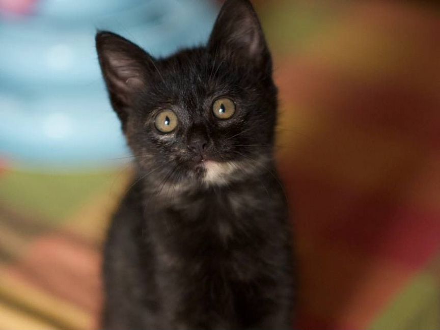 Моя солнечная Феличита (котёнок, 3 месяца)