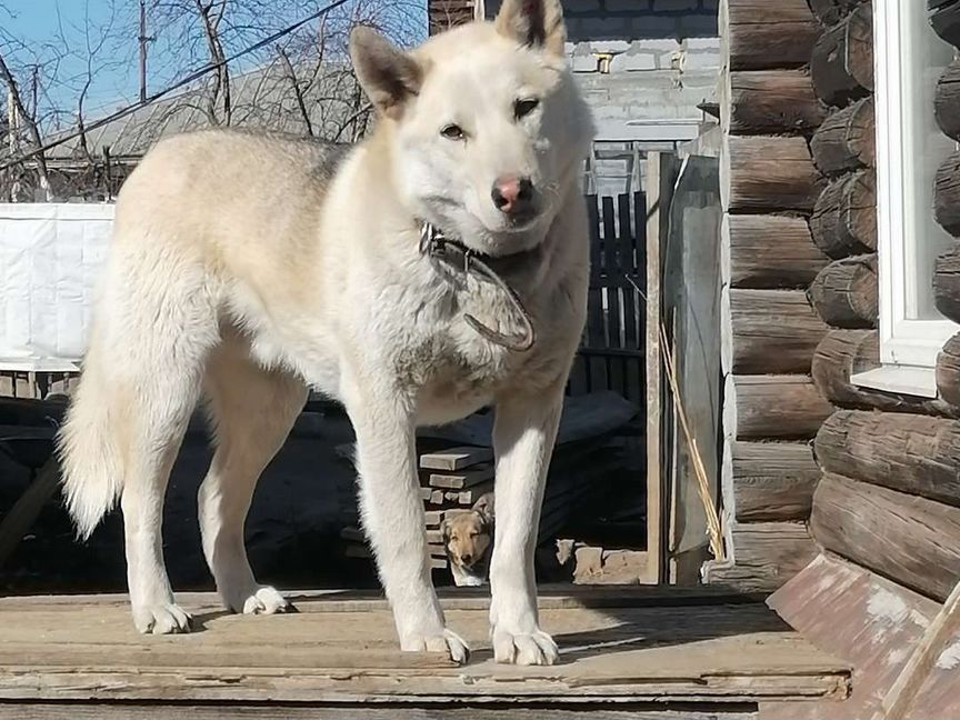 Собаки ищут дом