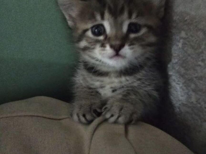 2 котёнка