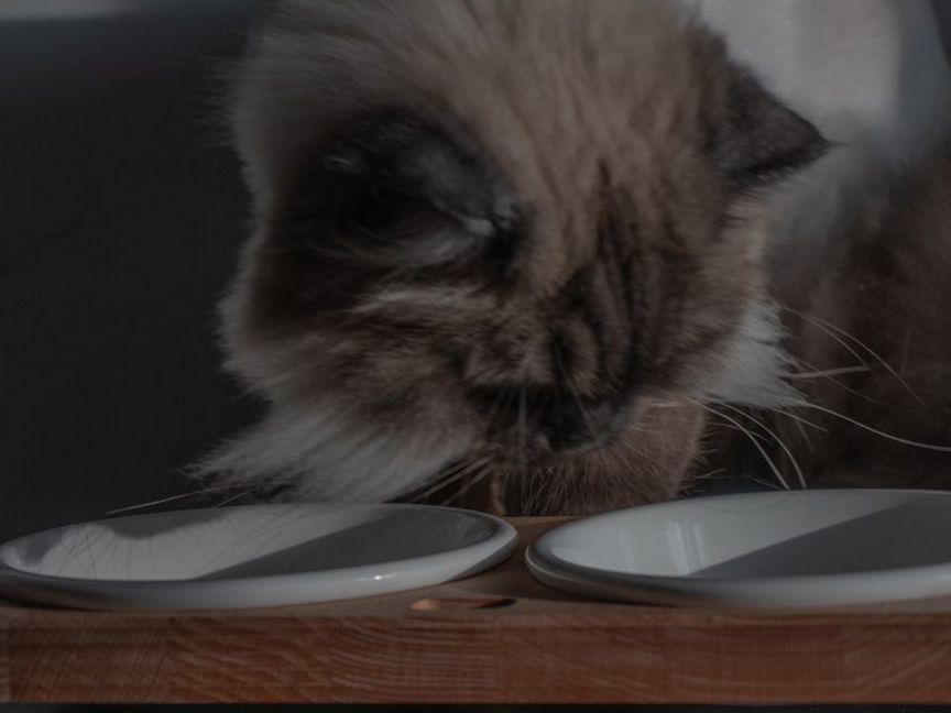 Премиум миски на деревянной подставке для кошек и