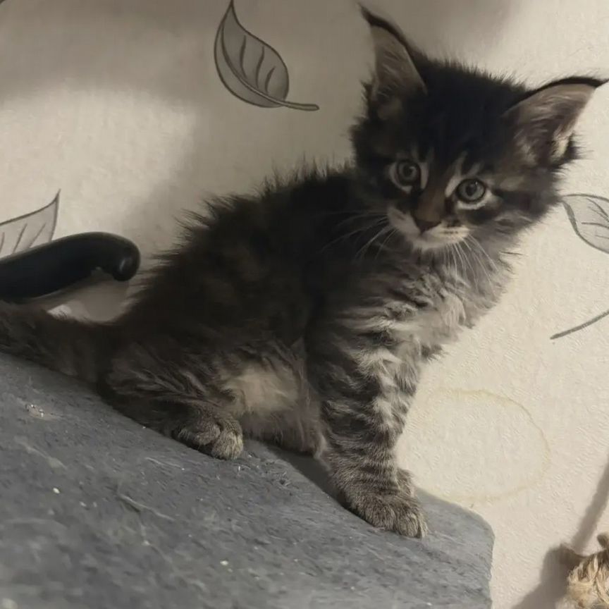 Мейн-кун котёнок