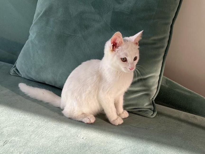 Турецкая ангора