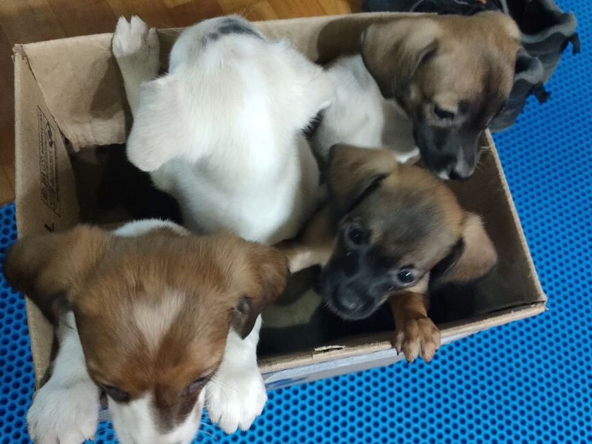 Щенки смесь пинчер+такса