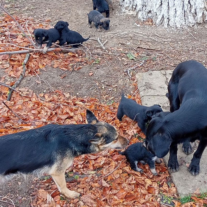 Кутята в добрые руки