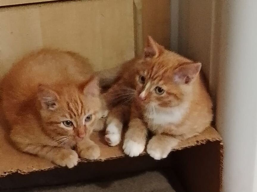 2 котёнка можно забрать по 1 3 месяца каждому