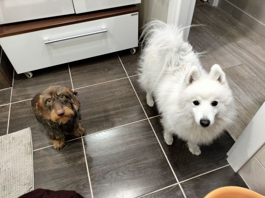 Собачья шерсть, японского шпица