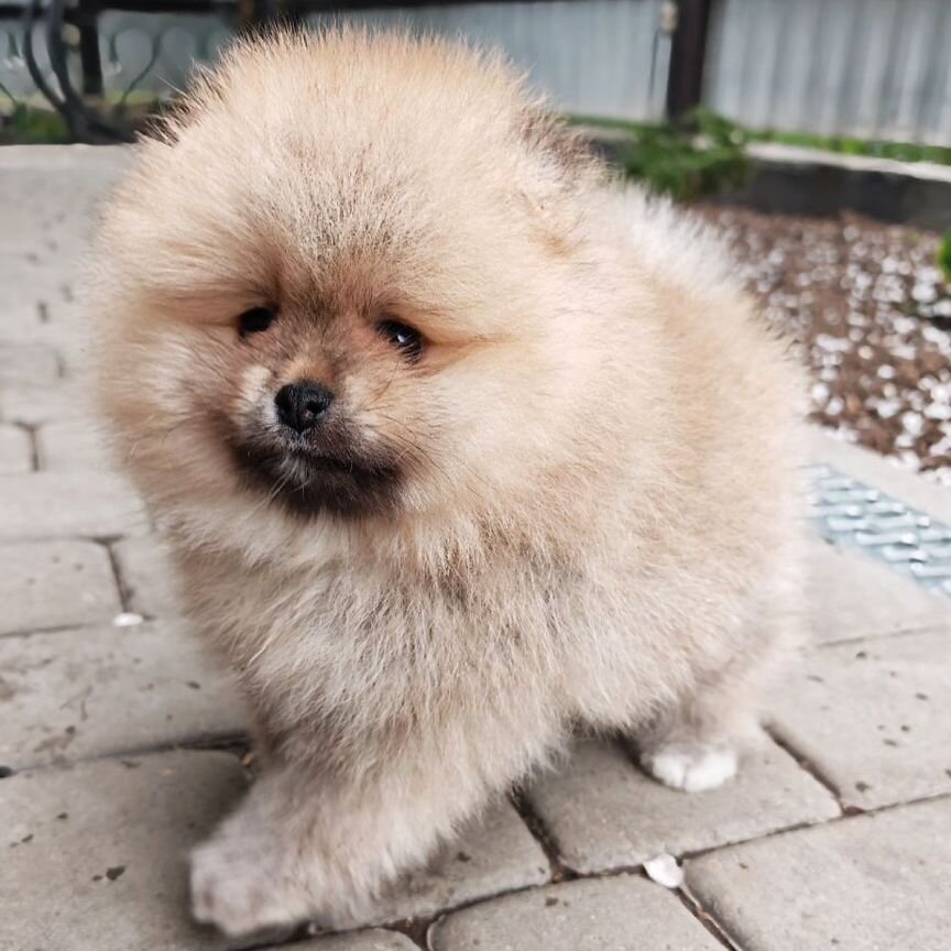 Померанский шпиц, щенок