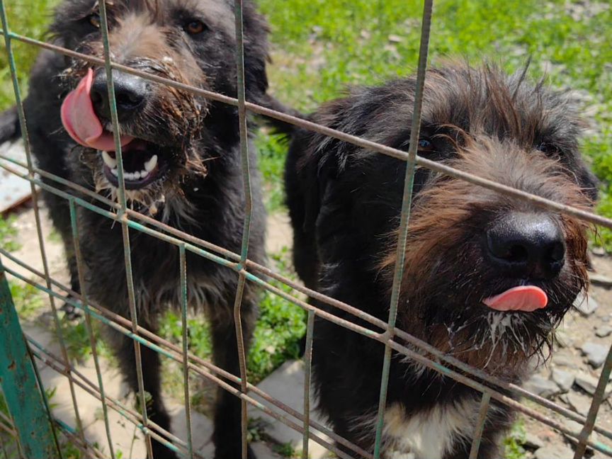 Метисы ризеншнауцеры