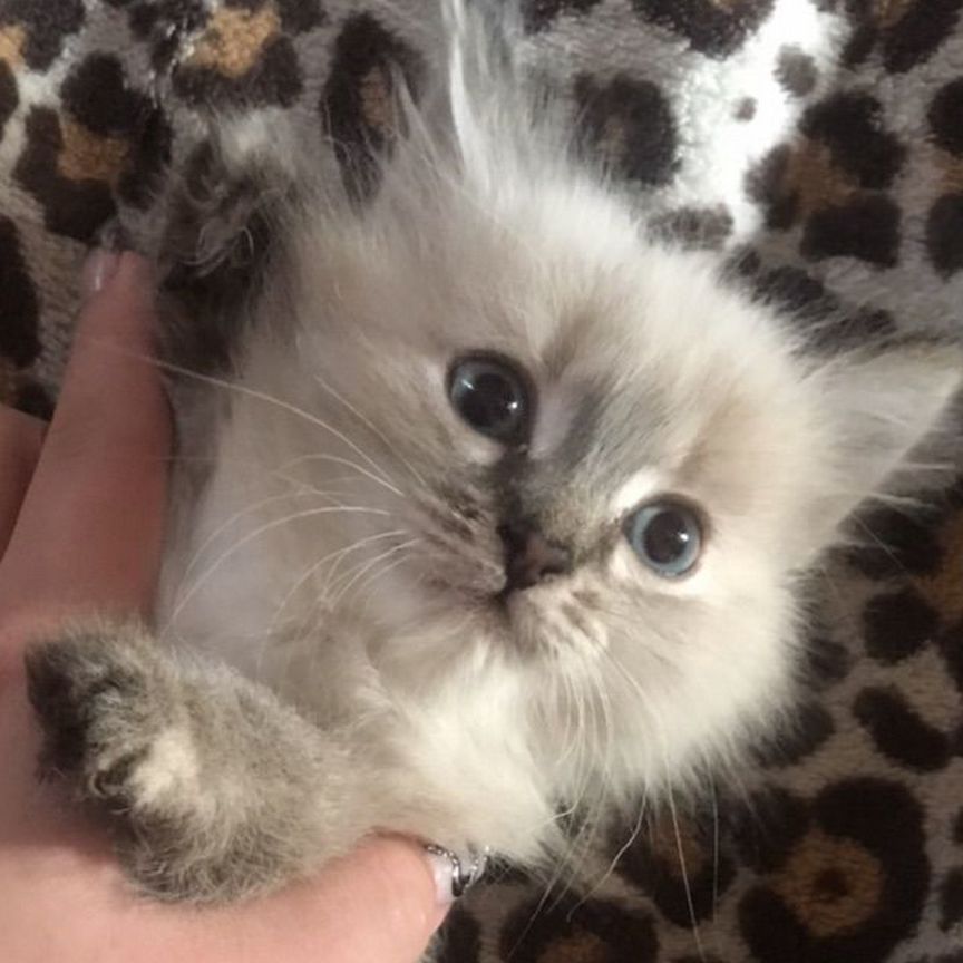 Кошечка невская маскарадная