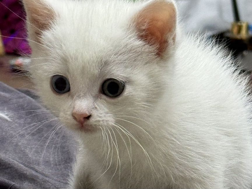 Котенок мальчик в ответсвенные руки бесплатно