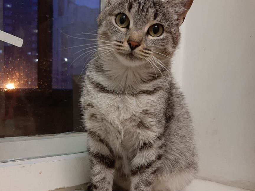 Красивая кошка Фифа