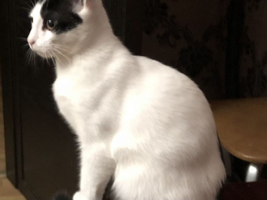 Котята в добрые руки бесплатно