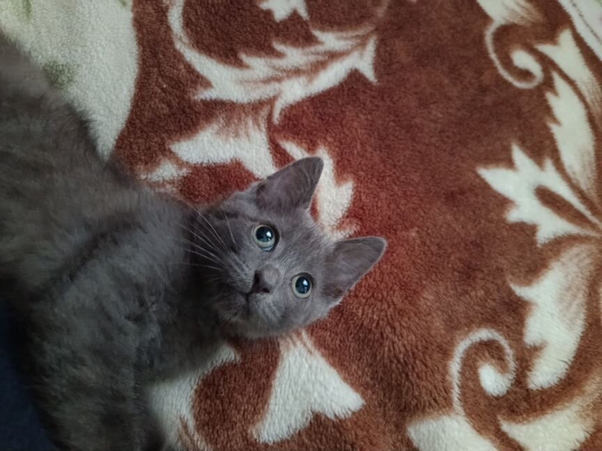 Русская голубая