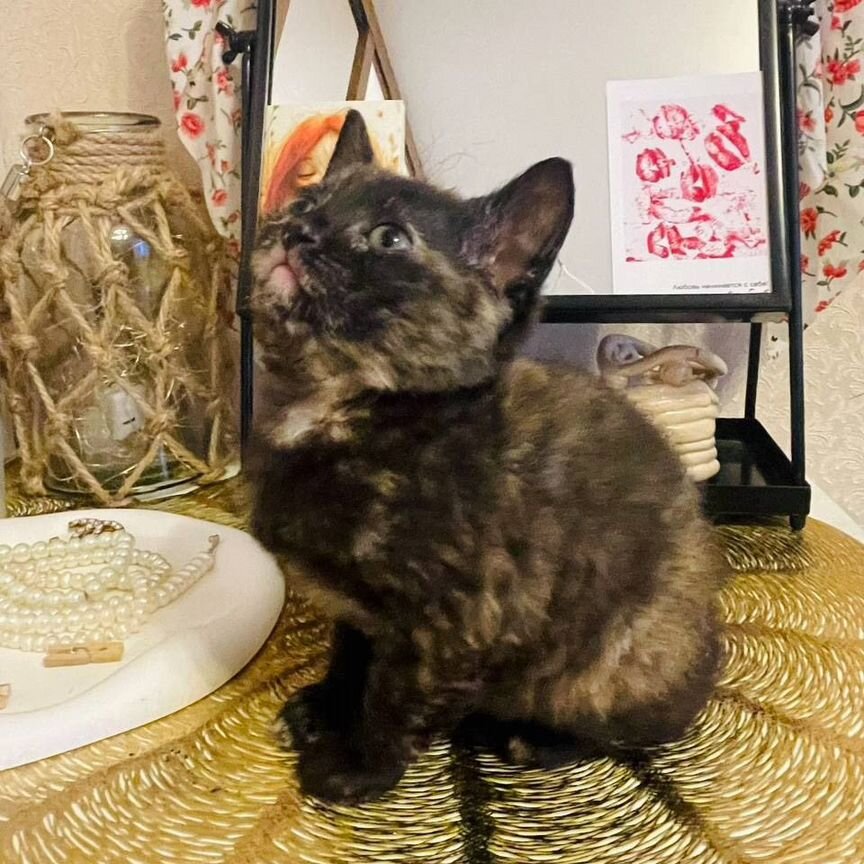 Кошечка Богатка