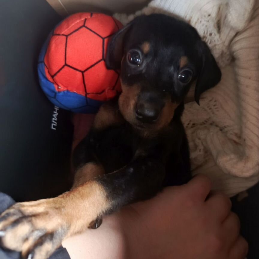 Доберман, щенок