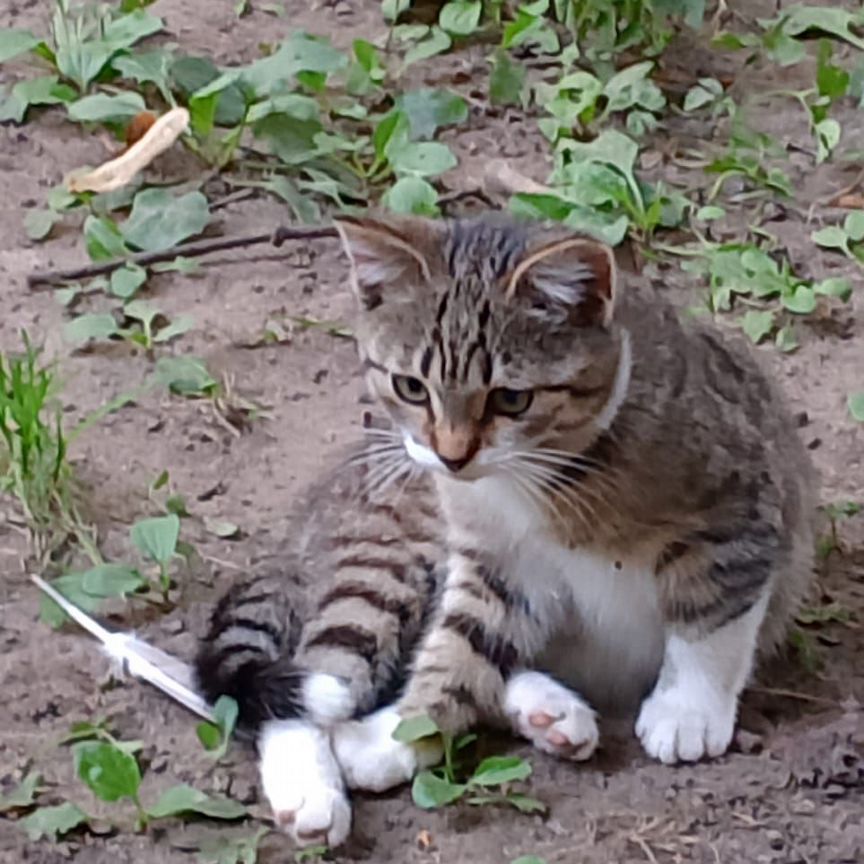 Котята без дома очень ищут семью