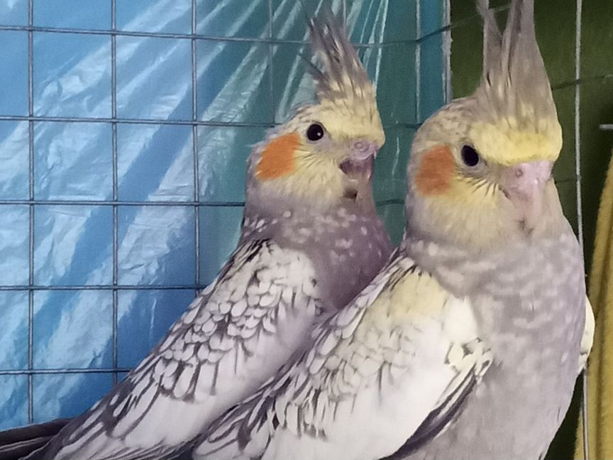 Попугай корелла птенец