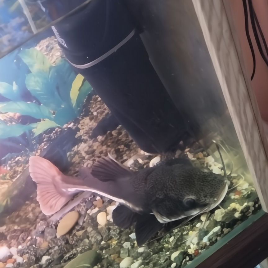 Продам аквариум 150л с сомом