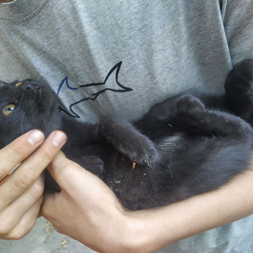 Котейка с перспективой