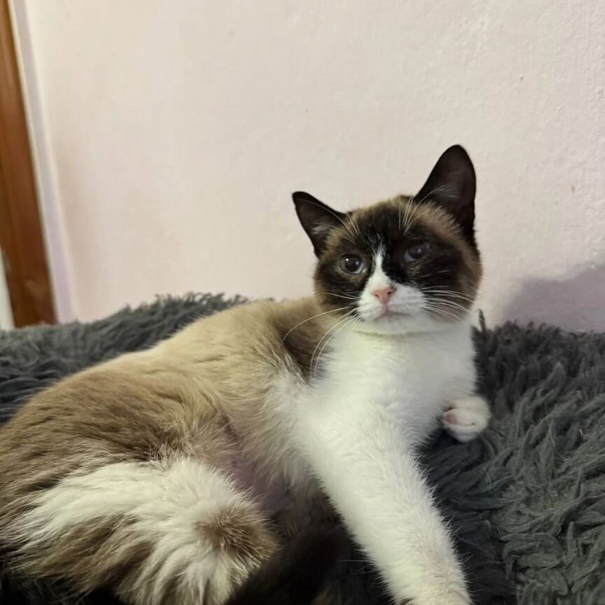 Сноу шу Сойка (из приюта)