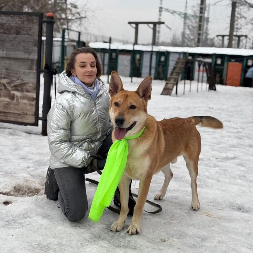 Собака в добрые руки