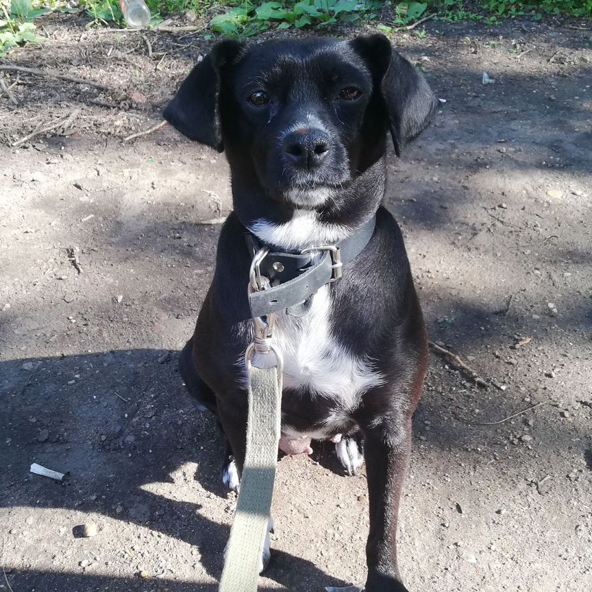 Ищем кобеля для связки