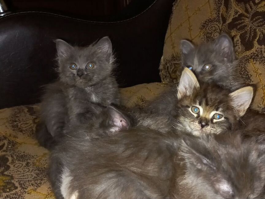 Котята в дар бесплатно