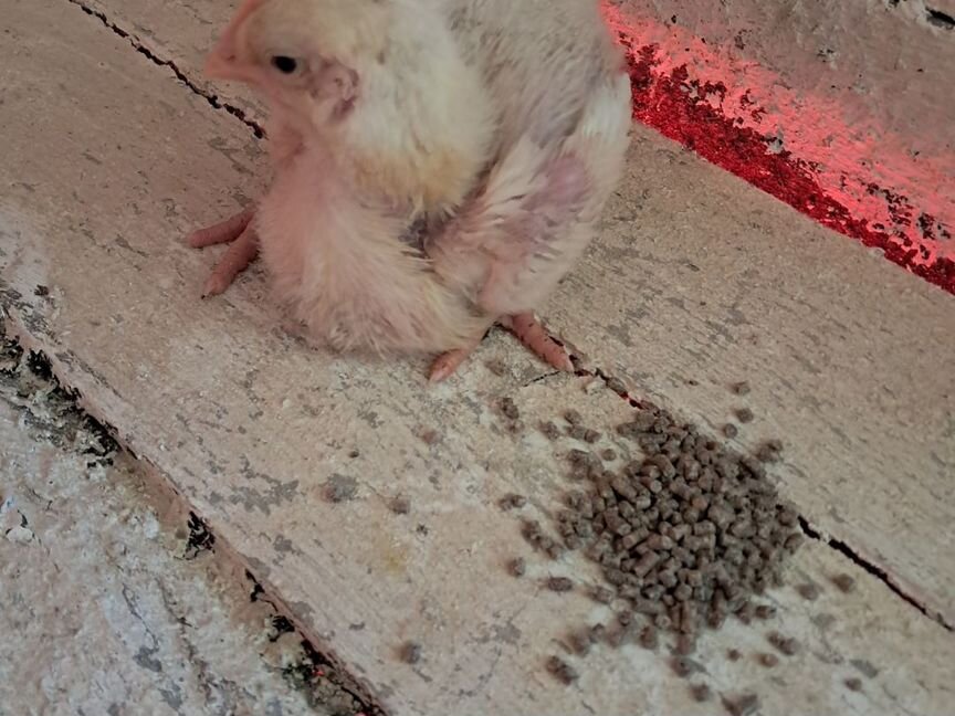 Цыплята Кобб 500