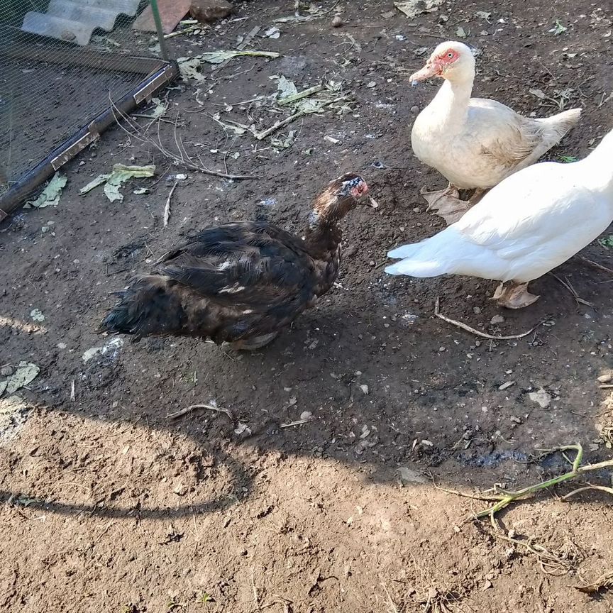 Селезень индоутки. Обмен