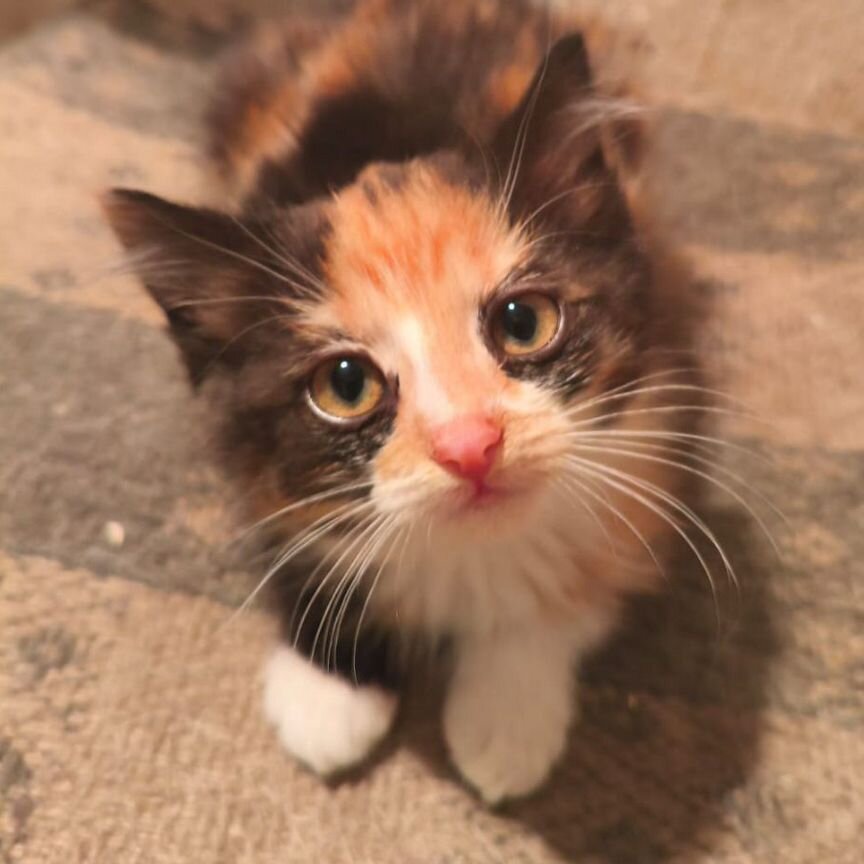 Котёнок в добрые руки