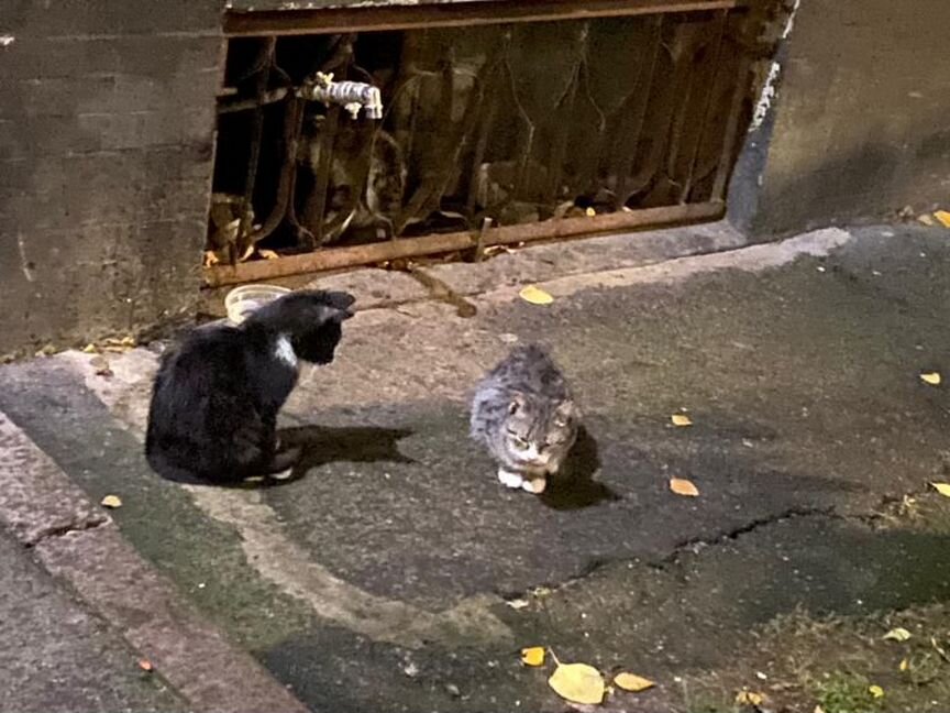 Прекрасные котята в добрые руки