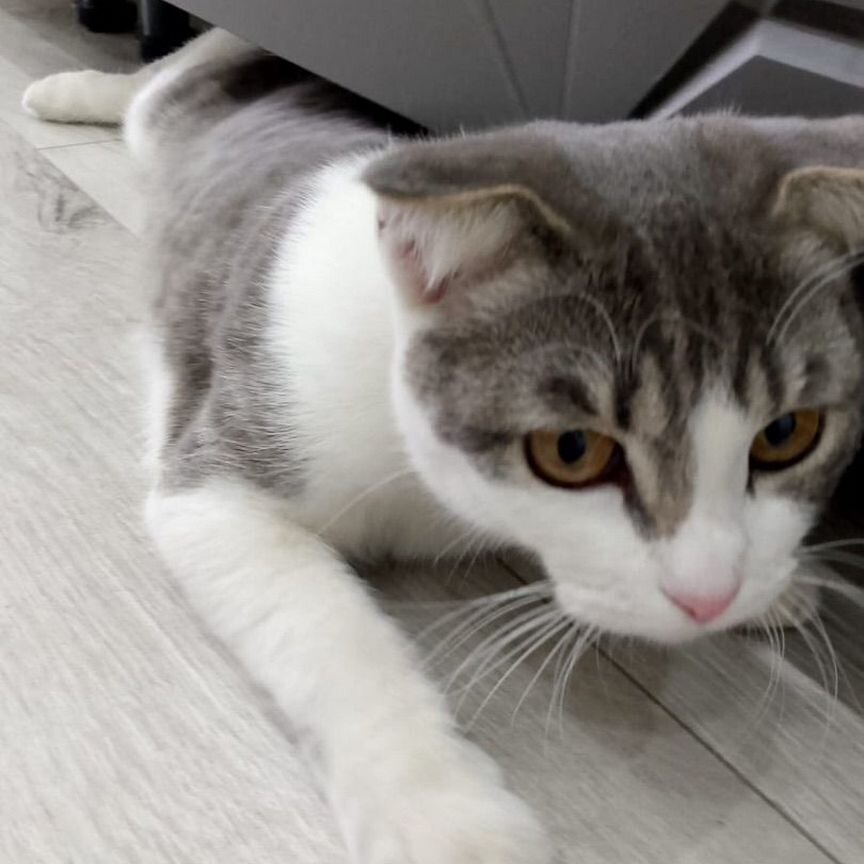 Найдена кошка