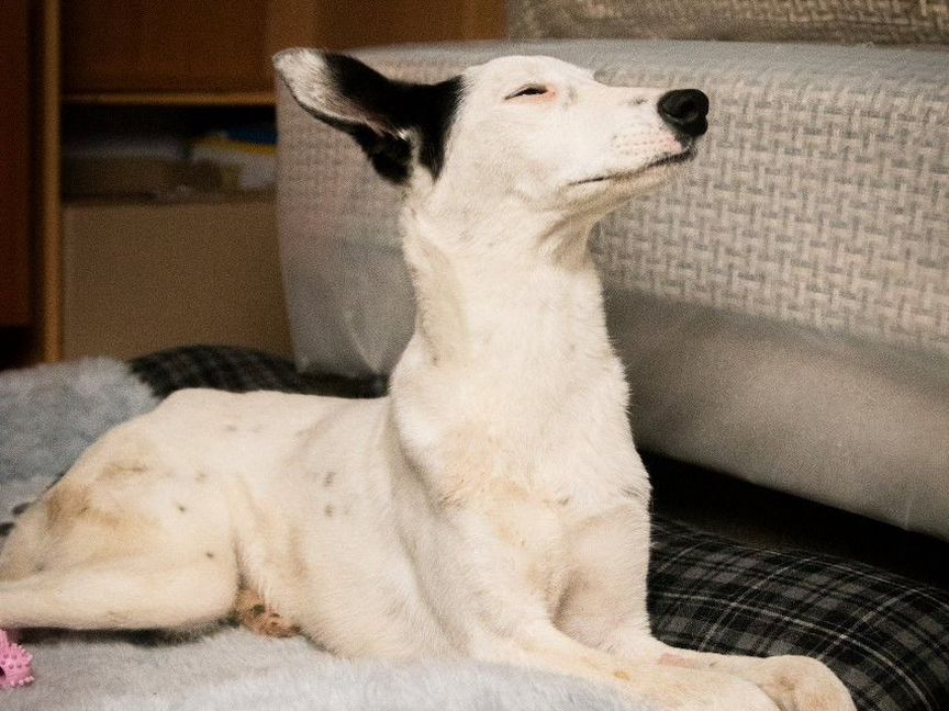 Маленькая собака в добрые руки