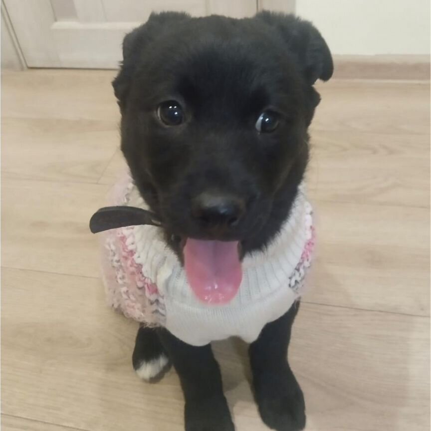 Щенок в добрые руки