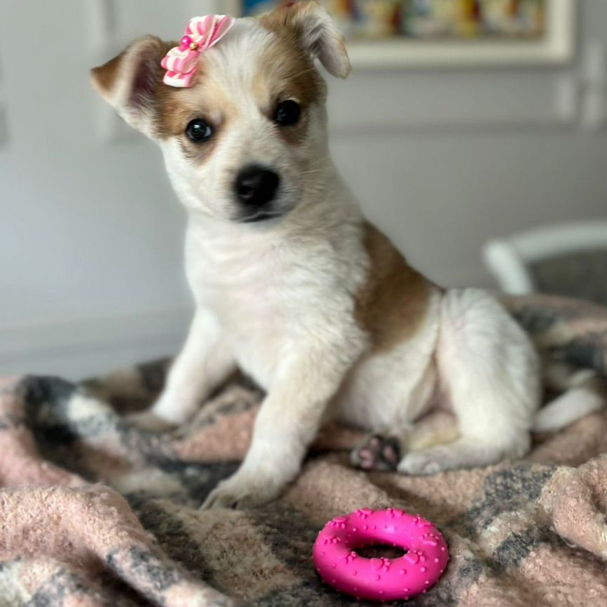 Мальта ищет дом