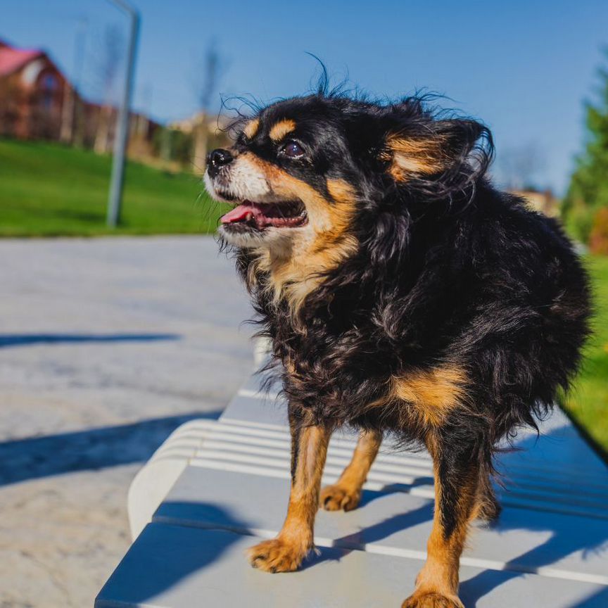 Чихуашка Ева ищет семью