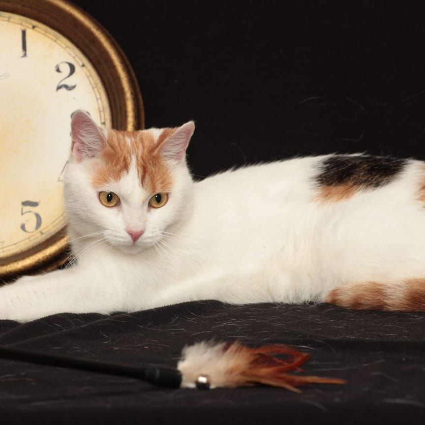 Мегаласковая молодая кошечка в добрые руки