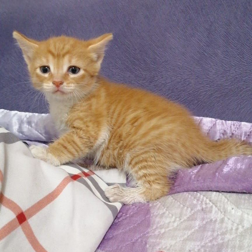 Отдам бесплатно котенка девочка
