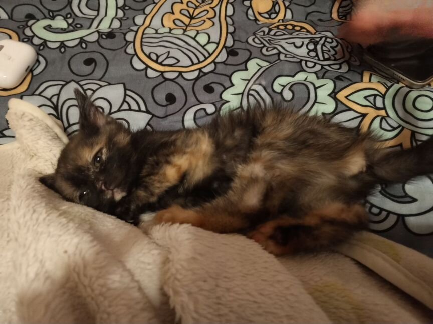 Котята в добрые руки бесплатно