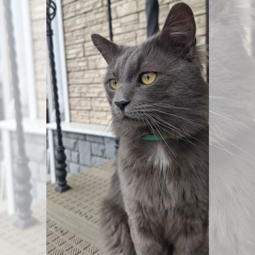 Нибелунг, взрослый кот