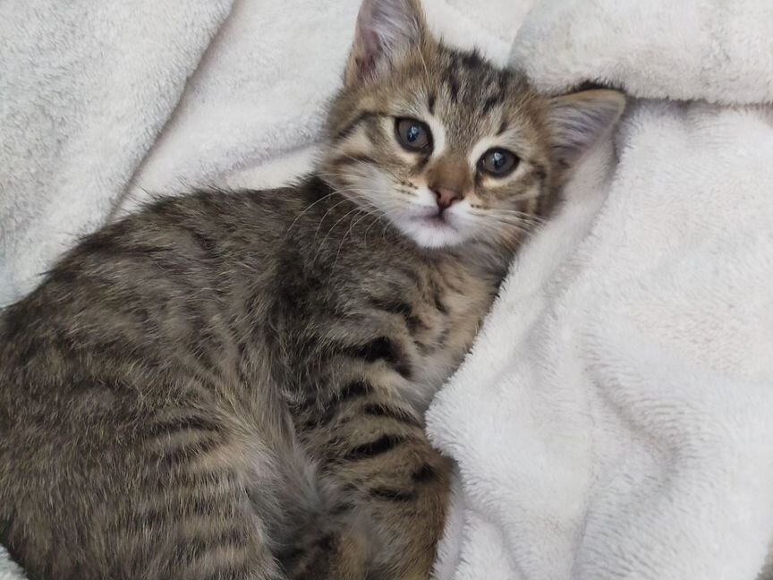 Котик мальчик 2 месяца