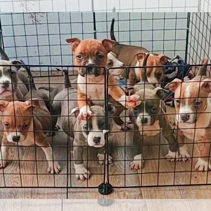 Детки булли Американского