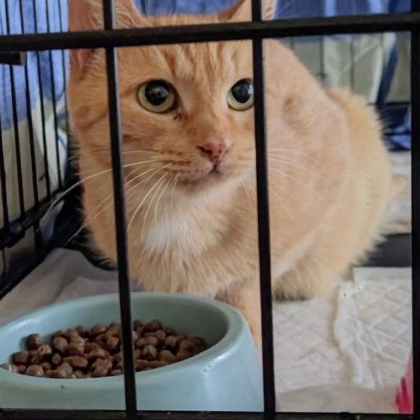 Взрослая кошка в добрые руки